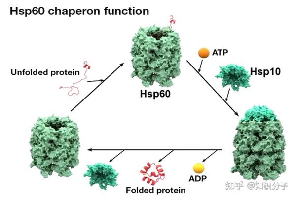 “诺奖值得”系列：蛋白质折叠的分子伴侣诞生记 - 知乎