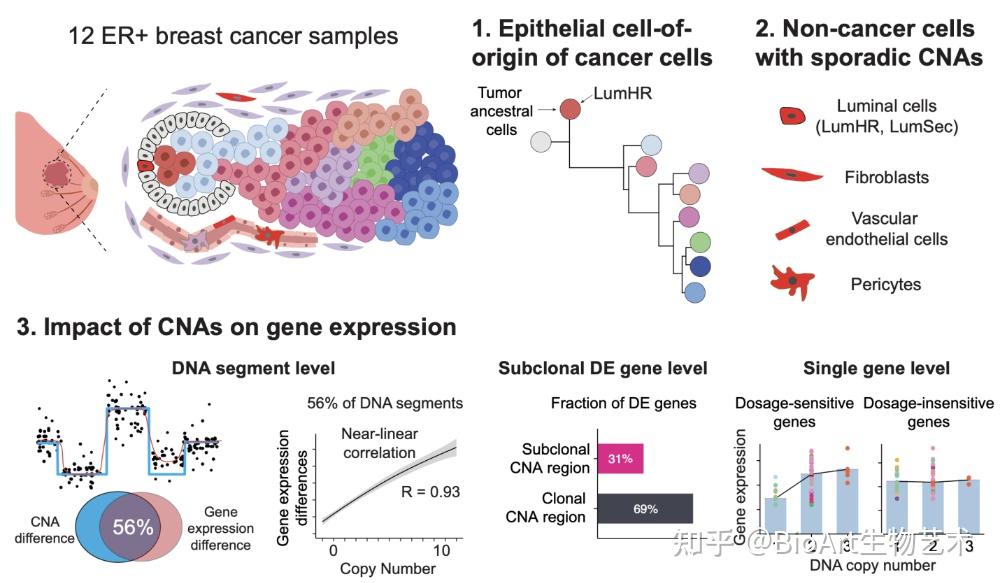 Cell | 王开乐/叶睿等开发高通量单细胞DNA&RNA共测序技术揭示乳腺癌起源与进展 - 知乎