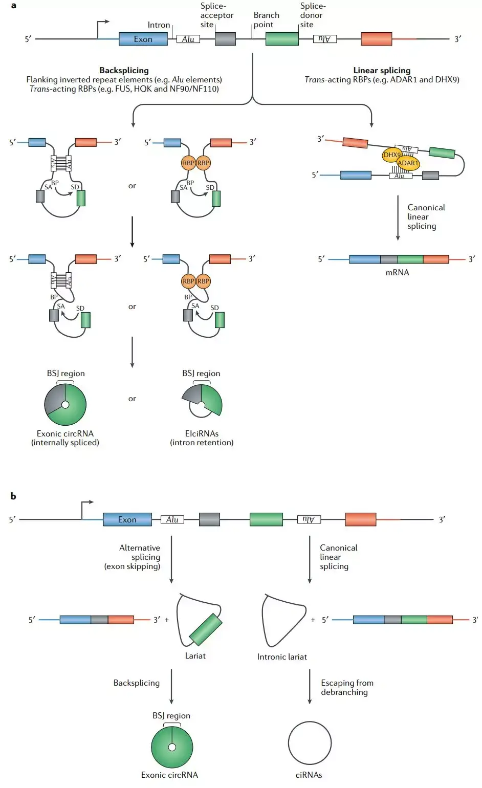 『珍藏版』Nat Rev Genetics | 环状RNA的合成与功能 - 知乎