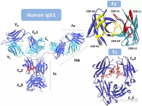抗PD-1与CTLA-4单抗的受体结合模型纵览，IgG1亚型的选择优势 - 知乎