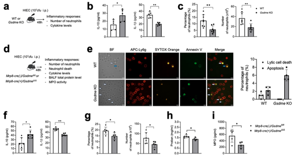 Nature Communications丨Gasdermin E 通过控制中性粒细胞的死亡方式决定炎症反应 - 知乎