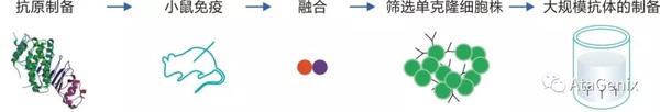 普健技术单克隆抗体制备 知乎