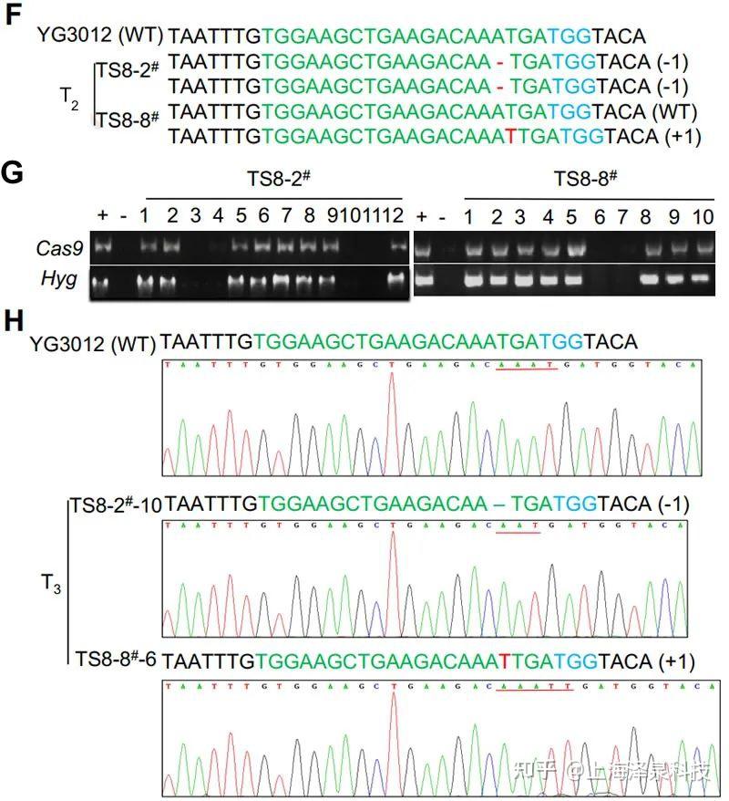 Plant Commun.: CRISPR/Cas9介导的水稻OsHPPD基因3'-UTR编辑创制水稻除草剂抗性新种质 - 知乎