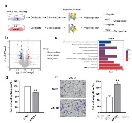 Phenomics| 复旦大学陆豪杰教授团队通过新生蛋白质组学和糖蛋白质组学揭示糖基转移酶ALG1在原发性肝细胞癌中的生物学功能 - 知乎