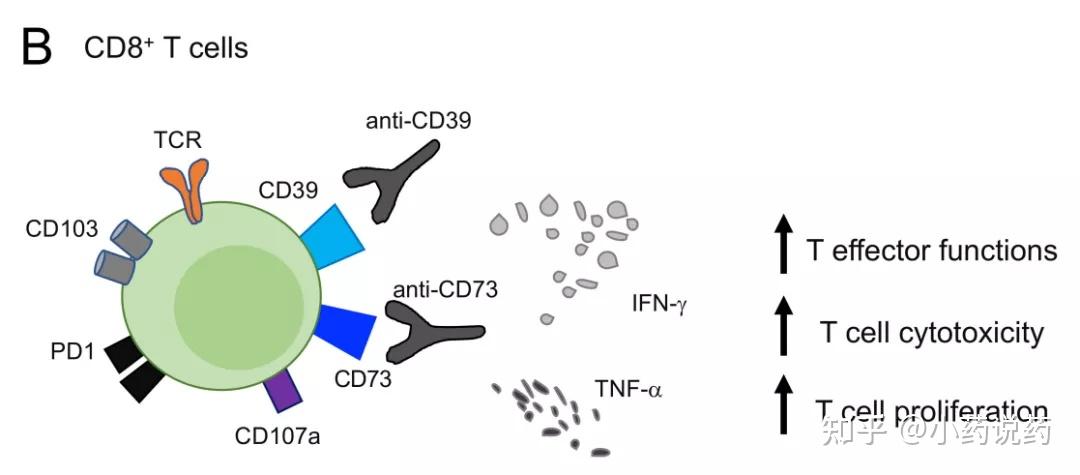 CD39对T细胞的调节作用和功能 - 知乎