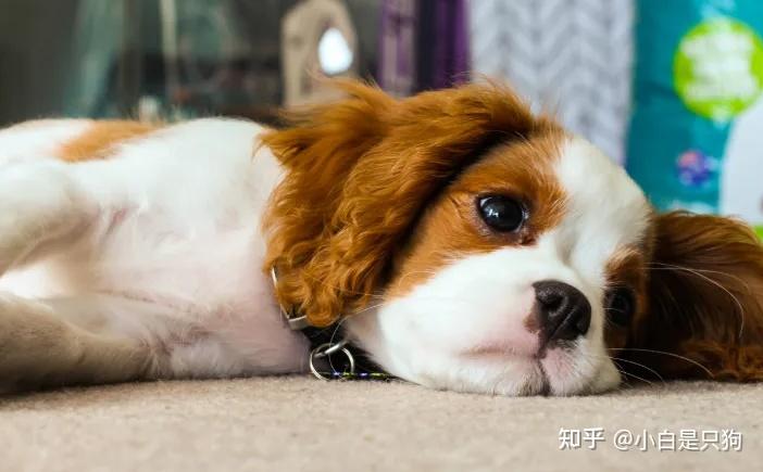 为什么查理王小猎犬招人喜欢？养过之后，就看不上其他狗了