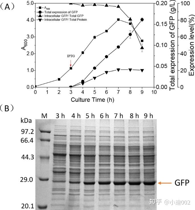 生物反应器应用 | 枯草芽孢杆菌T7异源蛋白高效表达系统 - 知乎