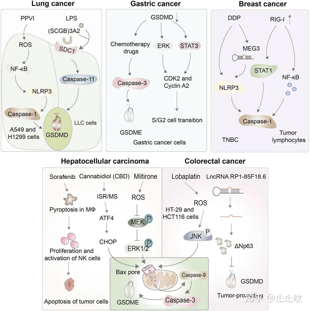 Nature子刊 | 细胞焦亡在炎症和癌症中的作用 - 知乎