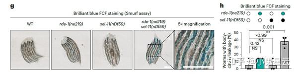 Nat Cell Biol: 内质网相关RNA沉默(ERAS)的发现 - 知乎
