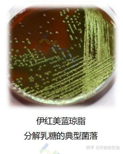 GB4789-6-2016 致泻大肠埃希氏菌检验及注意事项 - 知乎