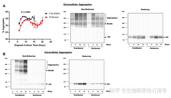 上游技术 | 灌流工艺缓解双特异性抗体【聚集】的胞内机制 - 知乎