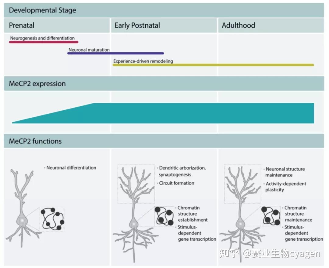 神经系统发育障碍疾病致病基因之MeCP2 - 知乎