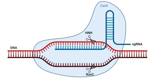 CRISPR-Cas9个人笔记 - 知乎