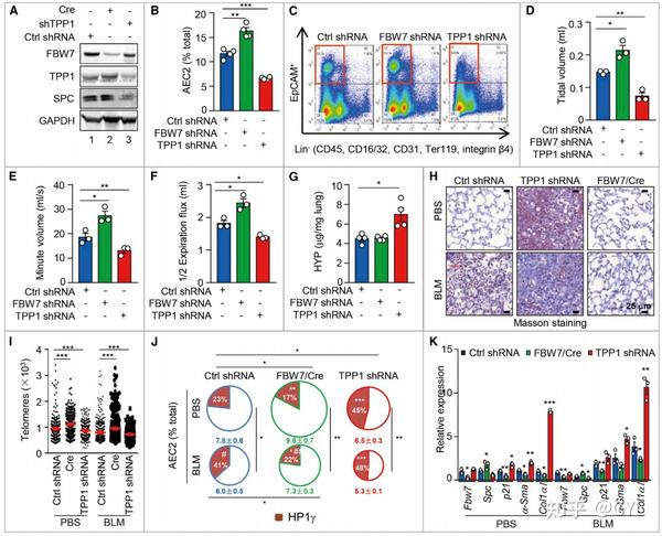 【文献翻译】Fbw7通过端粒解帽介导衰老和肺纤维化 - 知乎