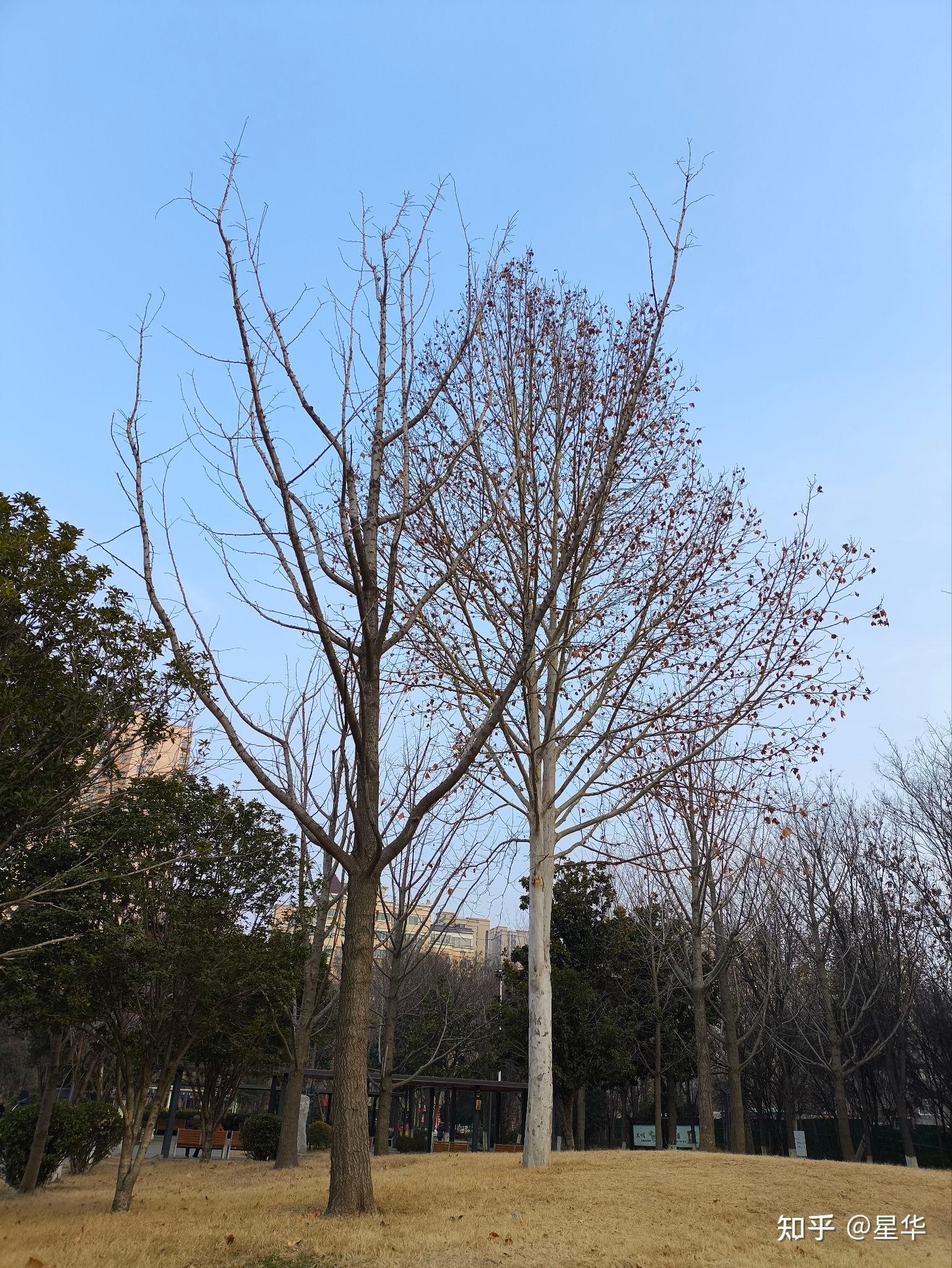 GLM-4V-Flash情感模型推出，如何训练一个图像情感分析模型 - 知乎