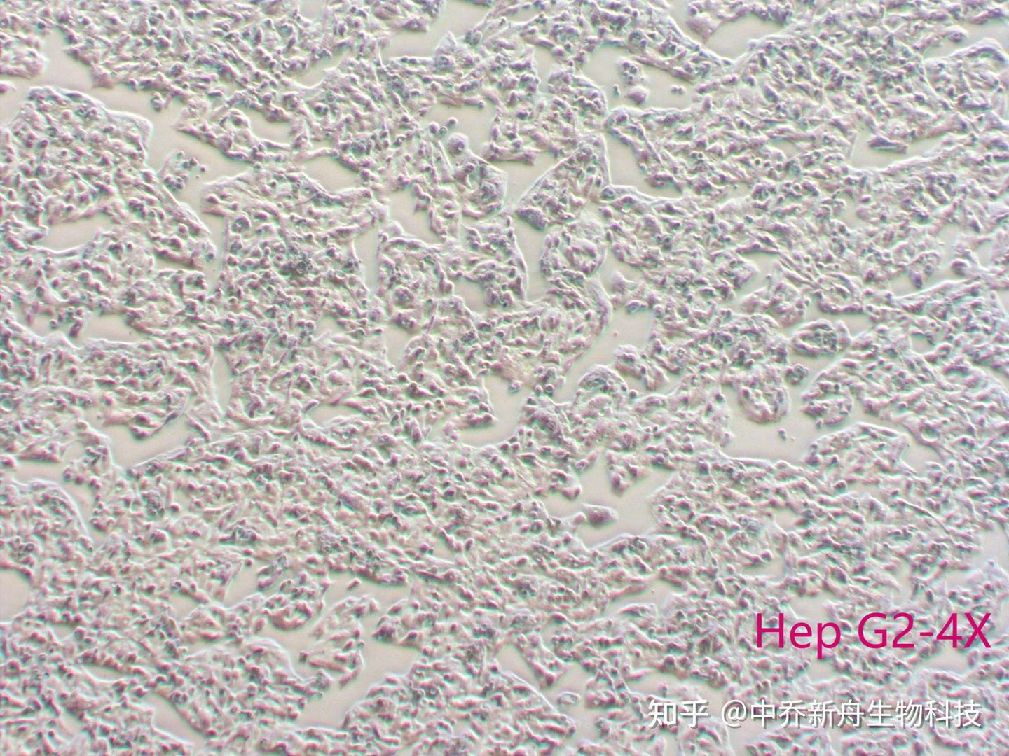 Hep G2细胞培养方法和复苏技术 - 知乎