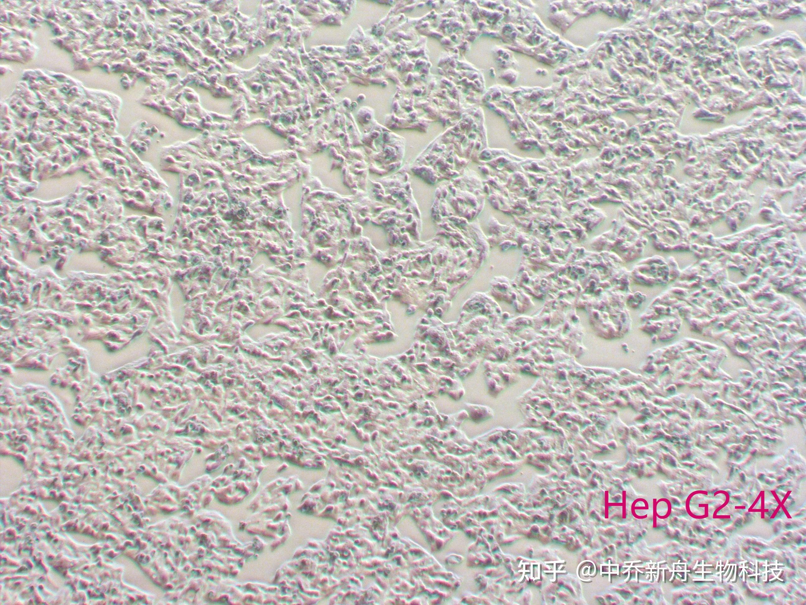 Hep G2细胞培养方法和复苏技术 - 知乎