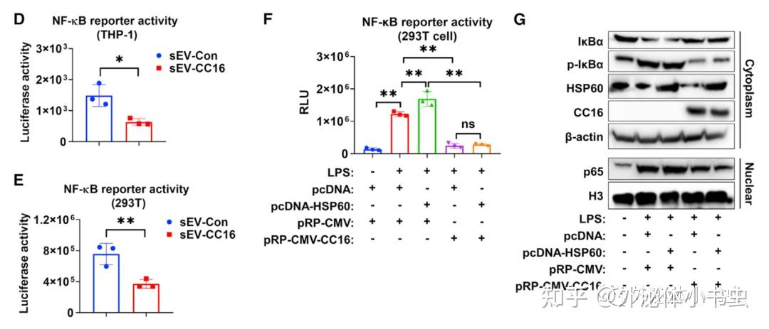 文献分享【Mol. Ther.】外泌体装载CC16蛋白治疗肺急性炎症反应 - 知乎