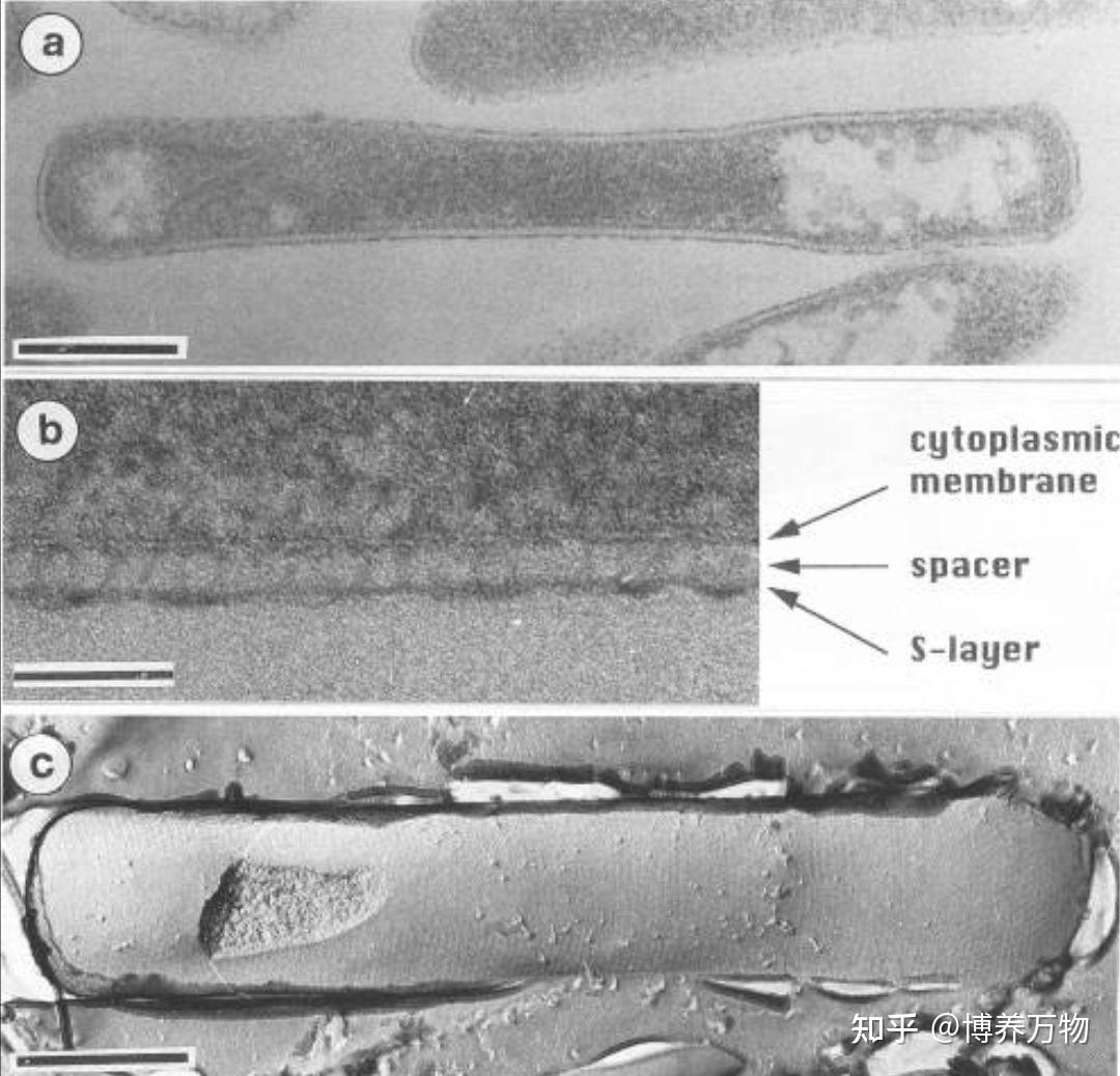 热变形菌纲Thermoproteia:因地狱的高温而繁盛 - 知乎