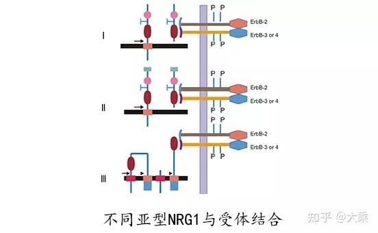 一文了解新兴泛癌种新靶点丨神经调节蛋白-1(NRG1)基因融合 - 知乎