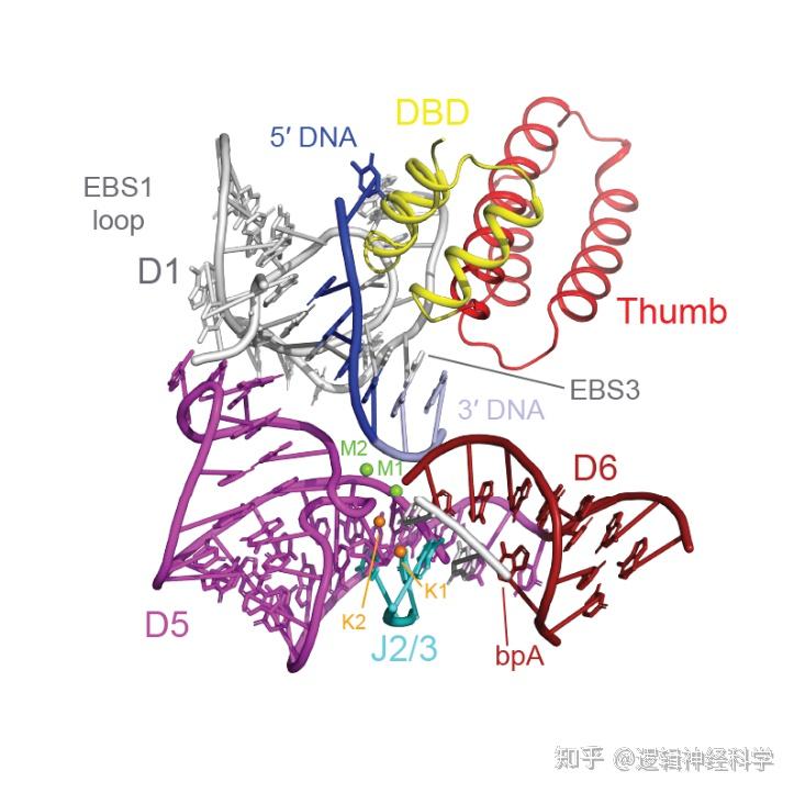 Science︱耶鲁大学科研团队解析了移动内含子逆转录元件结合特定DNA底物的复合物结构 - 知乎