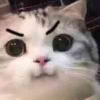 lol辅爹攻略:高分猫咪原来这样玩!两套符文玩法让你胜率暴涨! - 知乎