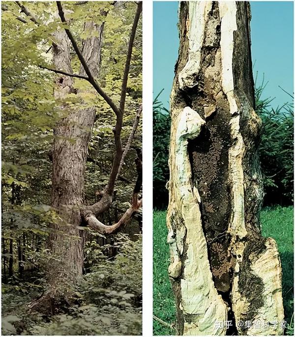 蜜蜂的群体决策：一万只蜜蜂如何投票选择最佳巢穴？ - 知乎