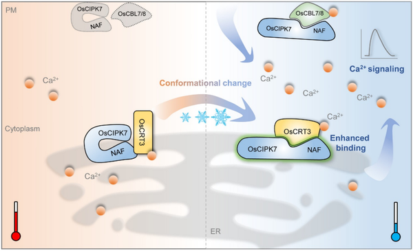 精选干货丨光学表面等离子共振仪SPR技术应用合集来了 - 知乎