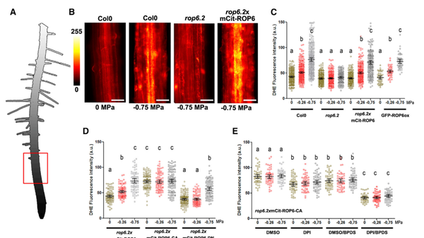 Current Biology | ROP-ROS信号通路调控植物渗透胁迫响应的新机制 - 知乎