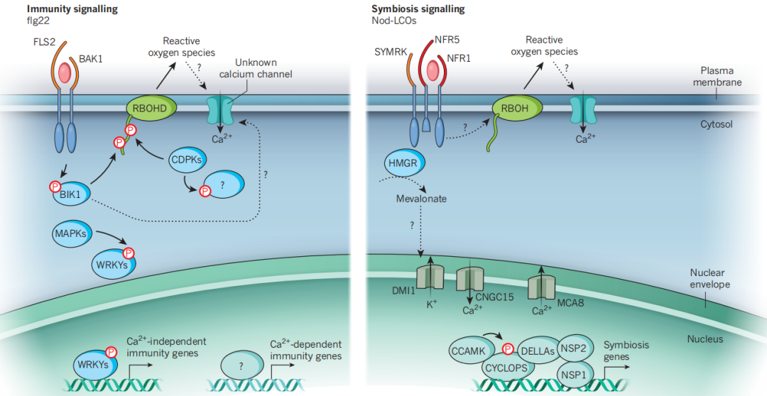 磷酸化在植物应对胁迫以及生长发育中的作用 - 知乎