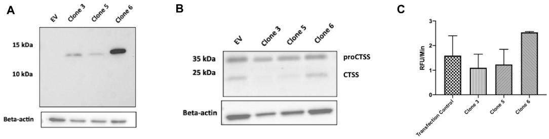 鲨鱼抗体vNAR | 靶向胞内溶酶体蛋白酶CTSS的新策略 - 知乎