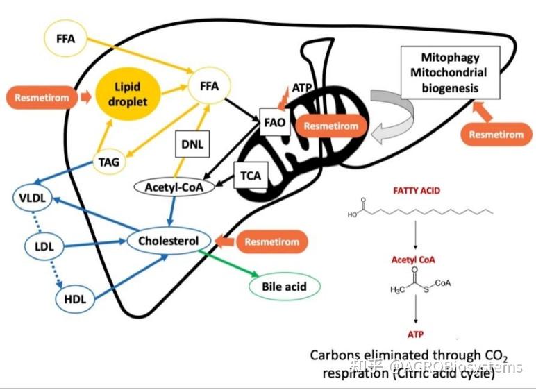 THRB, THRA报告基因细胞株：助力蓝海疾病MASH激动剂开发 - 知乎