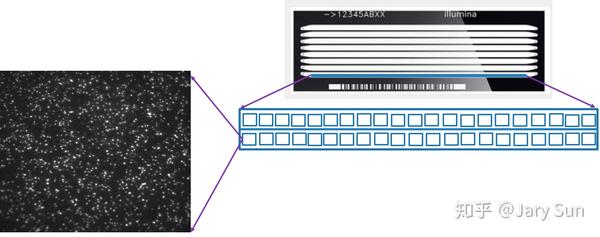 Illumina Hiseq/Miseq测序原理简介 - 知乎