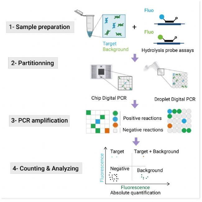 PCR、qPCR 和 RT-PCR |MedChemExpress (MCE) - 知乎