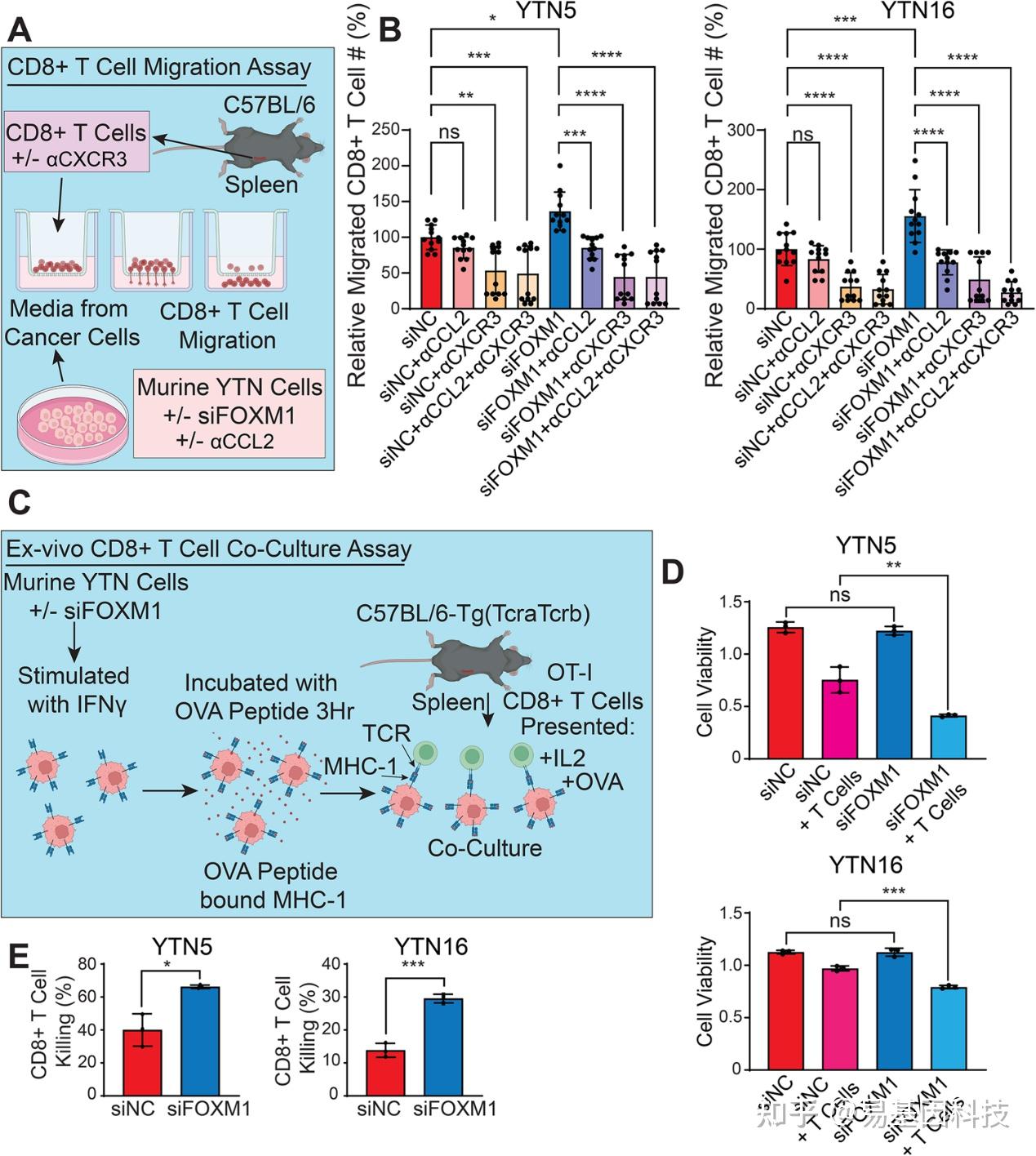 易基因：WGBS+ChIP-seq等表观组分析揭示FOXM1 是抗肿瘤免疫应答的关键调控因子 - 深圳市易基因科技 - 博客园
