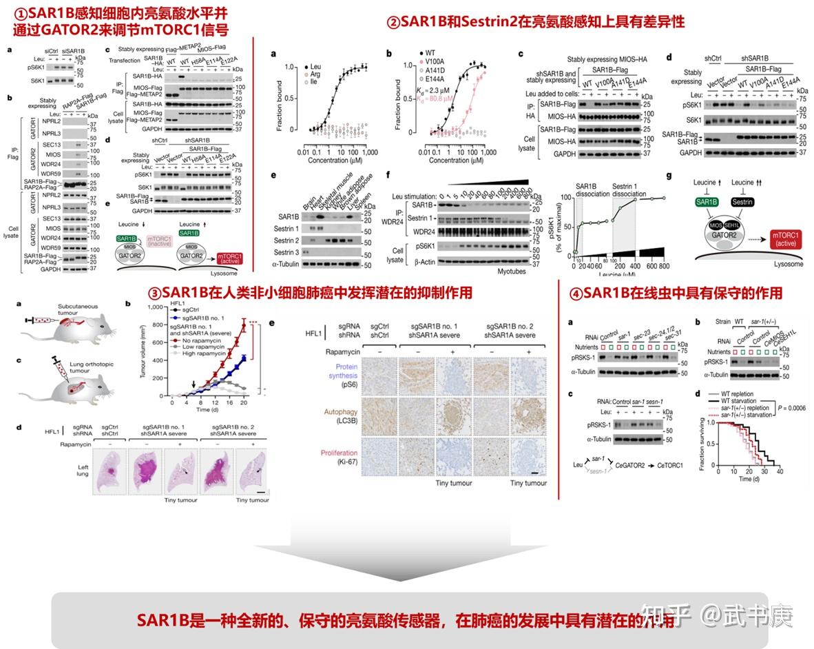 SAR1B通过感知亮氨酸水平来调节mTORC1信号 - 知乎