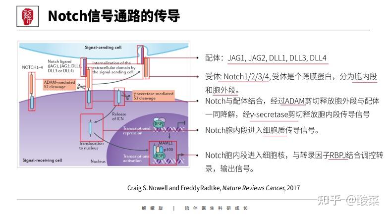 1条就是1篇SCI！带你研究12条信号通路，NF-κB、MAPK、AKT、PI3K…… - 知乎