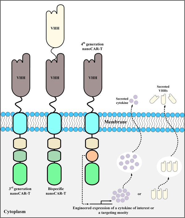 纳米抗体在细胞治疗领域的应用优势 - 知乎