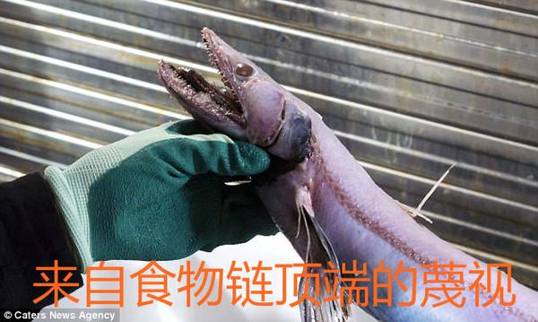 它是深海顶级掠食者之一，吃遍深海，就是长得辣眼睛 - 知乎