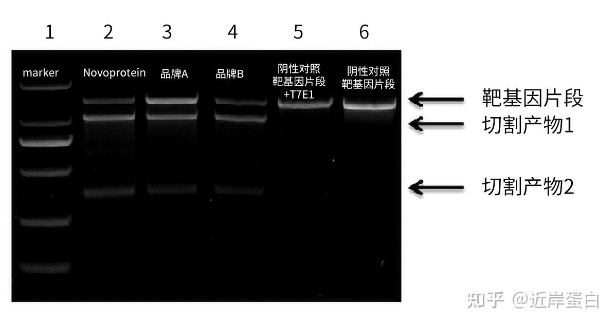 "基因魔剪"-CRISPR/Cas9系统介绍及转染体系选择 - 知乎