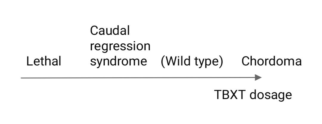 人的 TBXT 基因可能确实是 hypomorphic: 一些证据 - 知乎