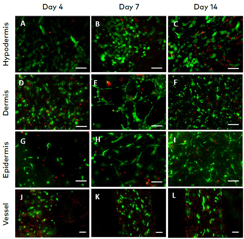 Cellink-3D生物打印应用文章：使用BIO X6生物打印机进行复杂皮肤构建的3D生物打印 - 知乎