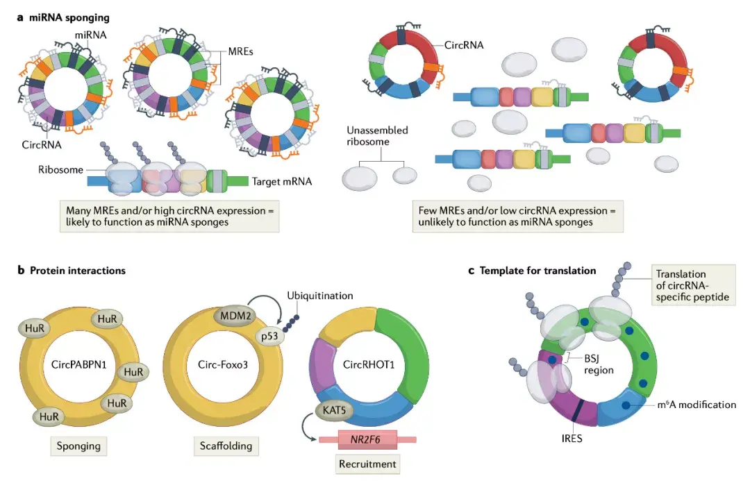 Nat Rev丨circRNA在癌症和肿瘤学中的新兴作用 - 知乎