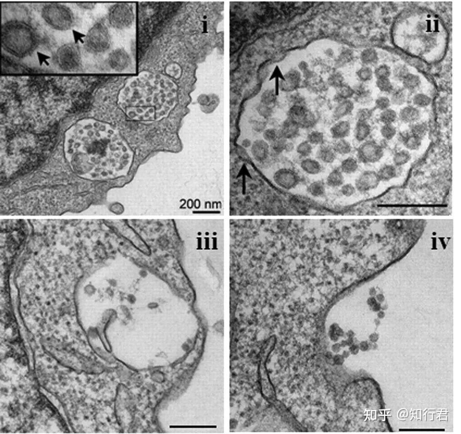 干细胞外泌体：再生医学领域的新星 - 知乎