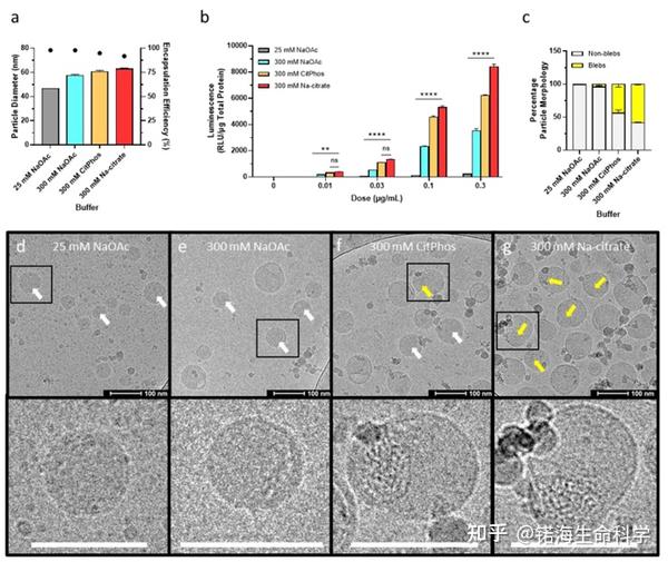 新方法—LNP-mRNA的转染效率可大幅提升！ - 知乎