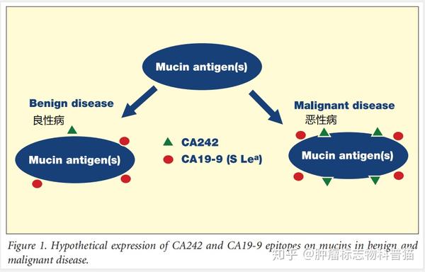 肿瘤标志物科普系列--CA199升高原因分析 - 知乎