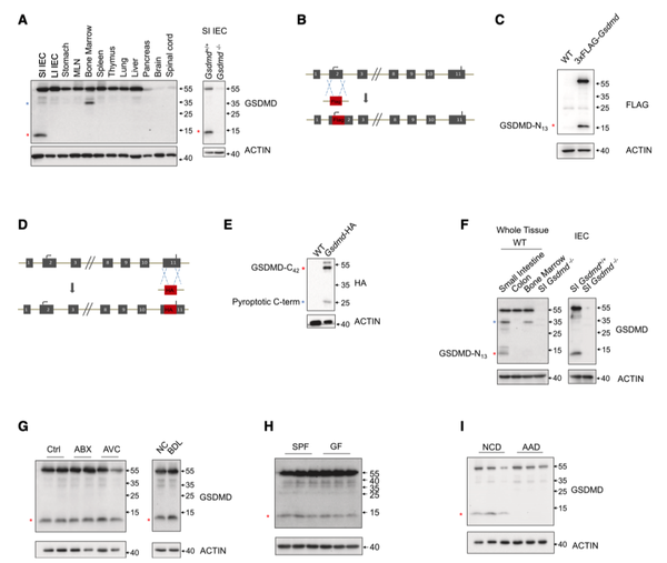 Cell丨GSDMD的新片段——与免疫耐受相关 - 知乎