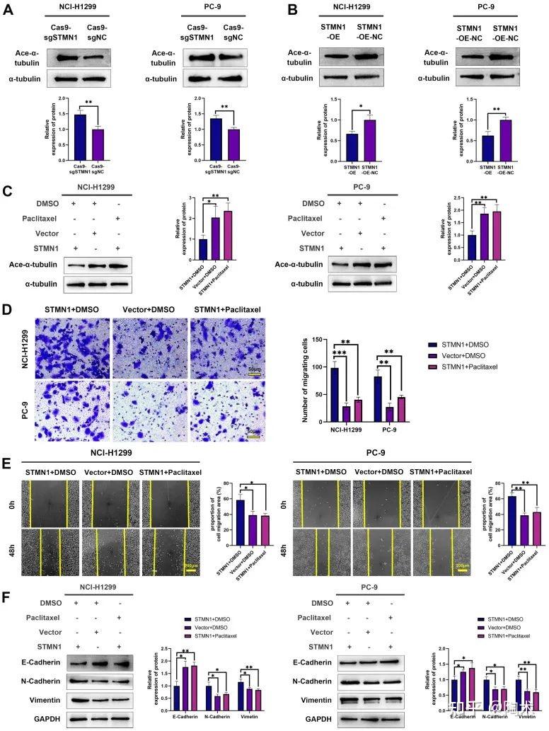 TargetMol明星分子—紫杉醇 - 知乎