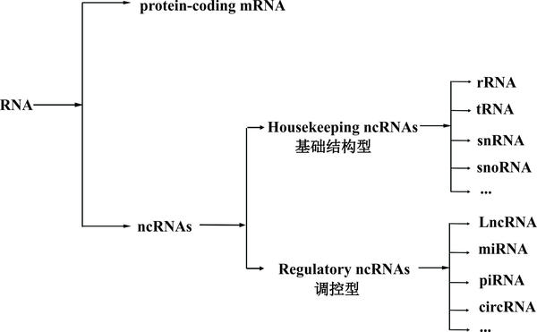 读懂非编码RNA(ncRNA) - 知乎