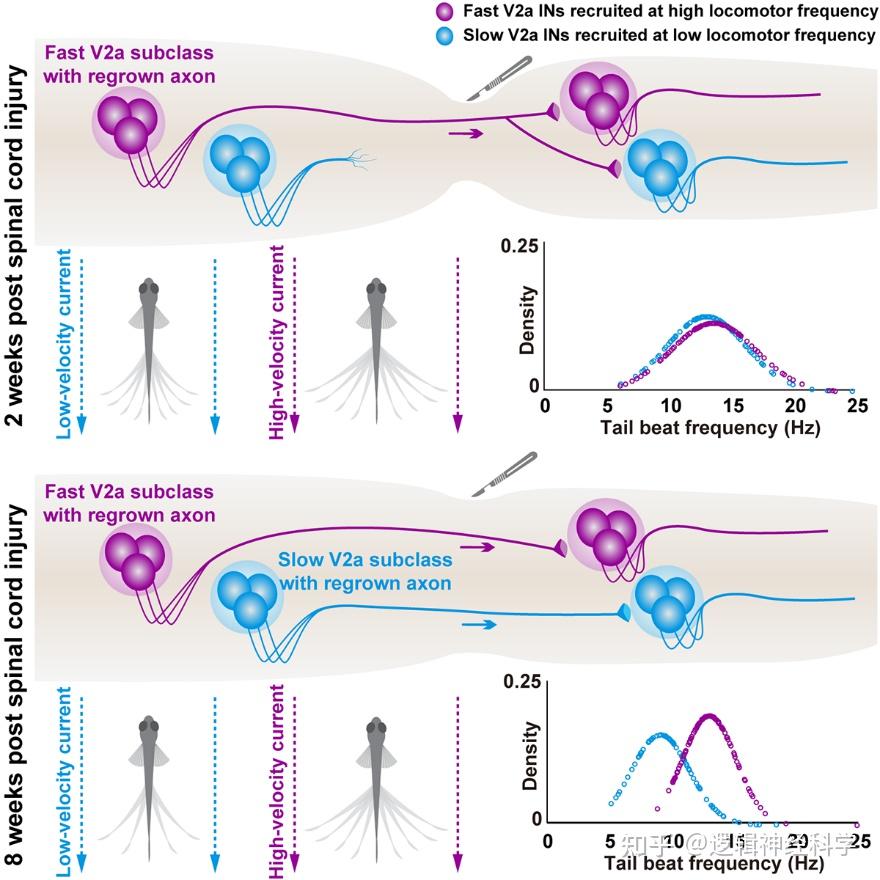Cell Rep︱同济大学宋建人课题组揭示脊髓损伤后脊髓环路重建的新规律 - 知乎